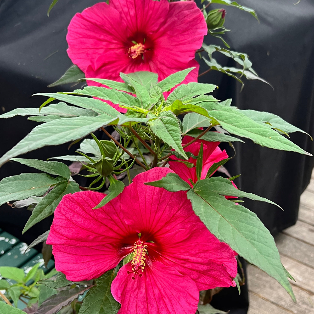 Blooming Goodness: Unveiling the Magic of Hibiscus Flowers! – Merkaba Sol