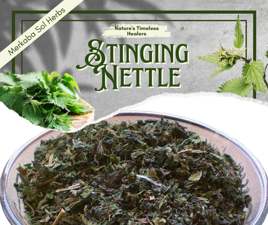 The Prickly Charm of Stinging Nettle: A Guide to This Powerhouse Plant – Merkaba Sol