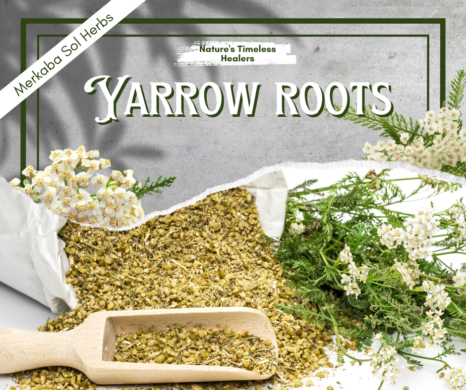 Welcome to the World of Yarrow Roots! 🌿 – Merkaba Sol